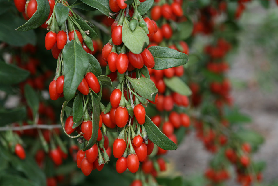 Goji Berry Funciona de Verdade?